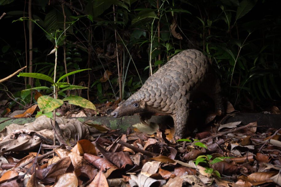 Eco Programmes | The Untamed Paths